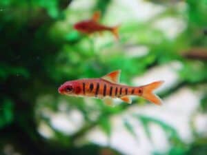 Top 18 Types of Barb Fish: Ranked - The Aquarium Life