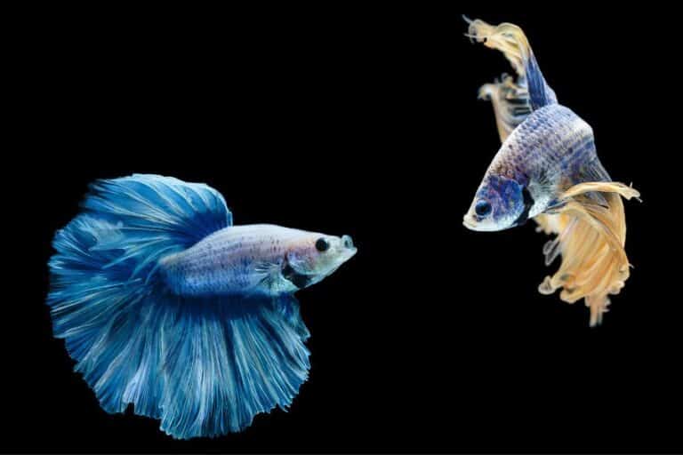 10 Most Aggressive Aquarium Fish & How To Deal With It