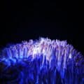 The Mysterious Sea Anemones Types & Care