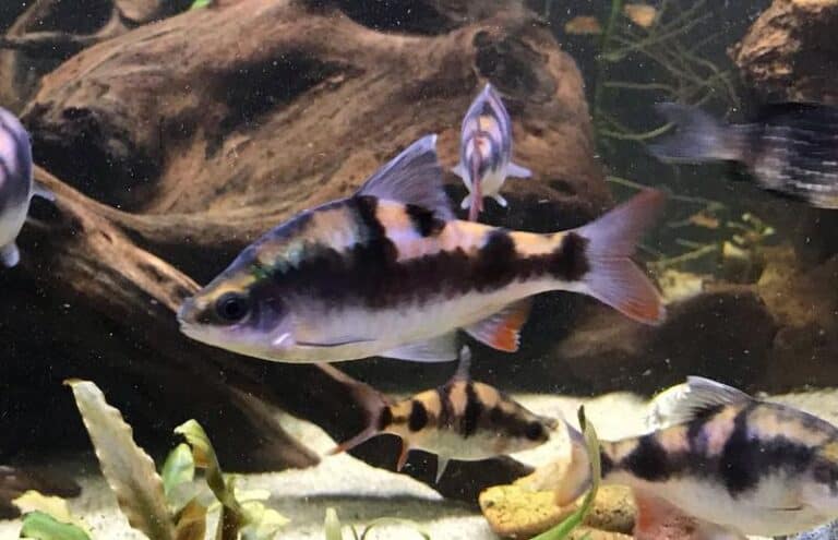 Top 18 Types of Barb Fish: Ranked - The Aquarium Life