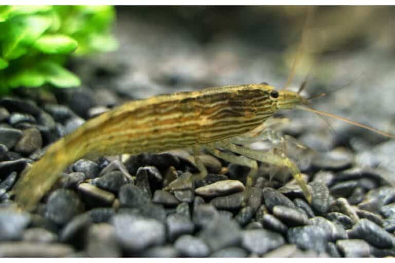 Dwarf Freshwater Shrimp: Popular Types & Care