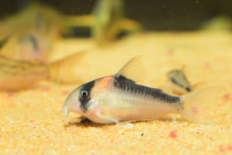 Top 9 Most Common Cory Catfish Types