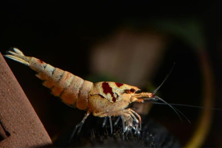 What Do Aquarium Shrimp Eat? (9 Common Shrimps Diet)