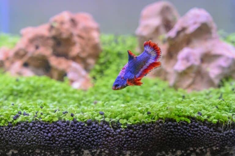 Water for Betta Fish: 6 Parameters to Consider