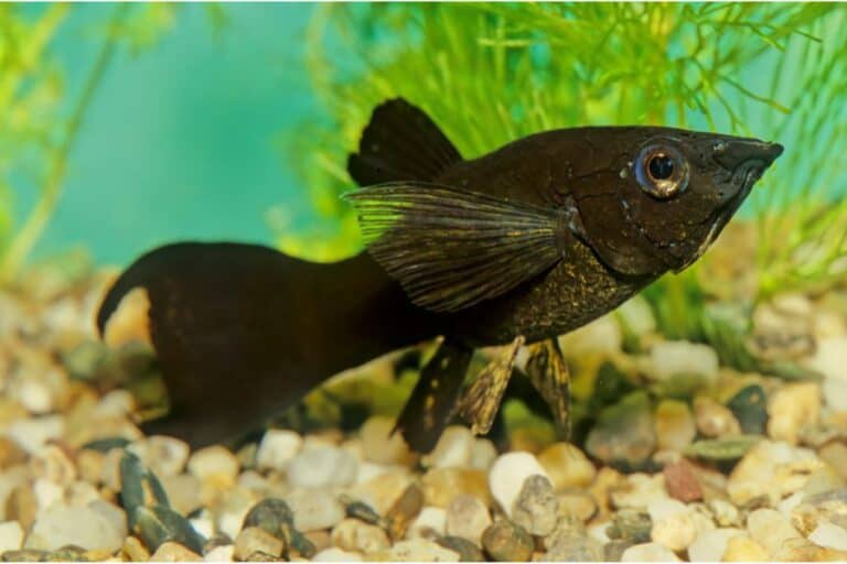 14 Molly Fish Types: Colors, Fin & Tail Variants