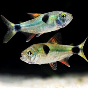 10 Most Aggressive Aquarium Fish & How To Deal With It