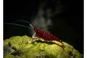 17 Popular Types of Aquarium Shrimp