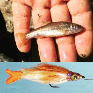 Top 18 Types of Barb Fish: Ranked - The Aquarium Life