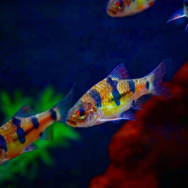 Top 18 Types of Barb Fish: Ranked - The Aquarium Life