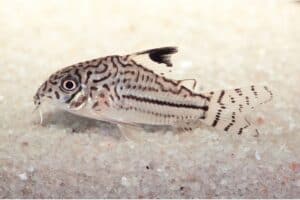 Top 9 Most Common Cory Catfish Types