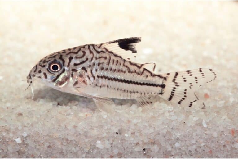 Top 9 Most Common Cory Catfish Types