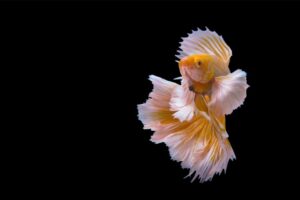 Elephant Ear Betta: Everything You Need to Know