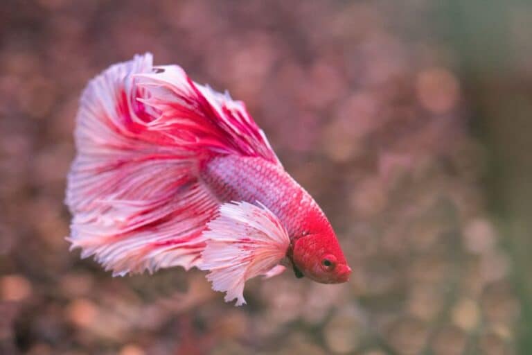 Elephant Ear Betta: Everything You Need to Know