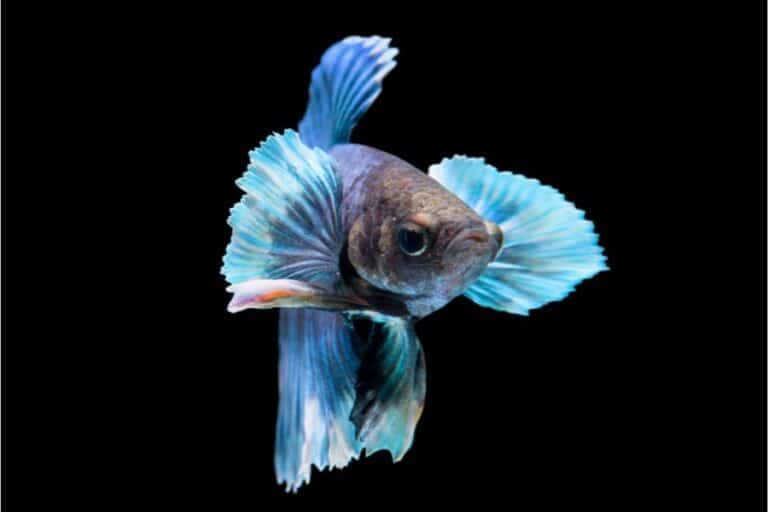 Elephant Ear Betta: Everything You Need to Know