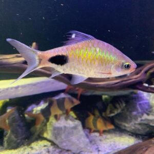 Top 18 Types of Barb Fish: Ranked - The Aquarium Life