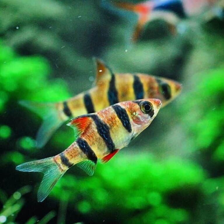 Top 18 Types of Barb Fish: Ranked - The Aquarium Life
