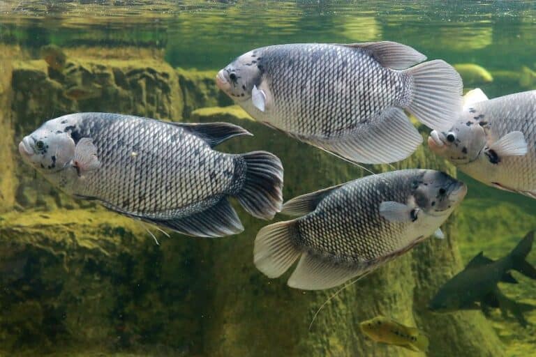 Top 10 Most Common Gourami Fish Types