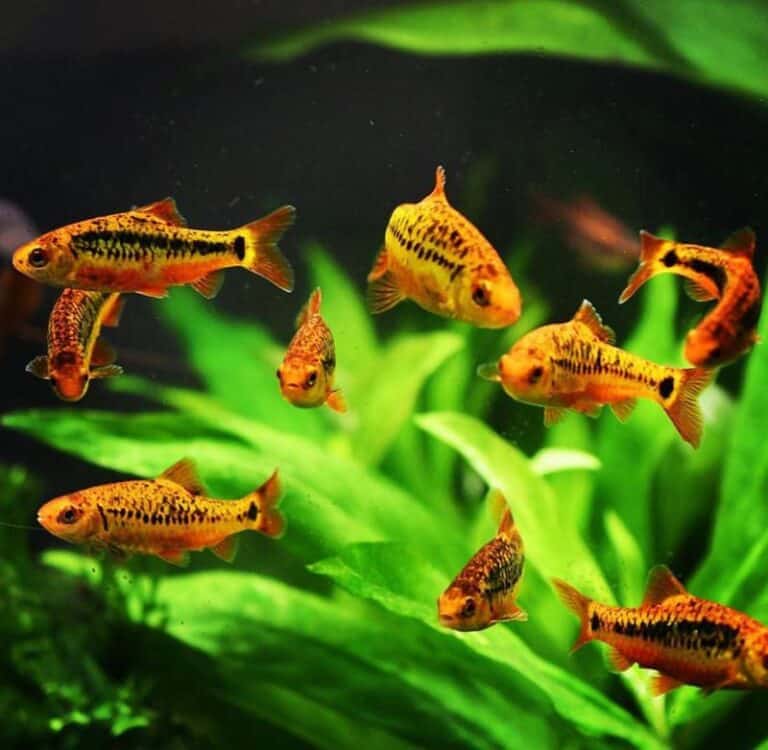 Top 18 Types of Barb Fish: Ranked - The Aquarium Life