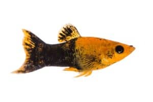 14 Molly Fish Types: Colors, Fin & Tail Variants