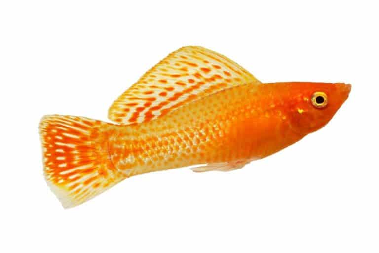 Molly Fish Care: Types, Tank, Food & More