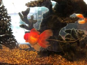 Goldfish Poop: What Should It Look Like? - The Aquarium Life