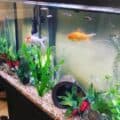 Goldfish Poop: What Should It Look Like? - The Aquarium Life