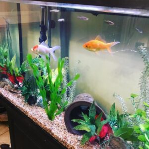 Goldfish Poop: What Should It Look Like? - The Aquarium Life