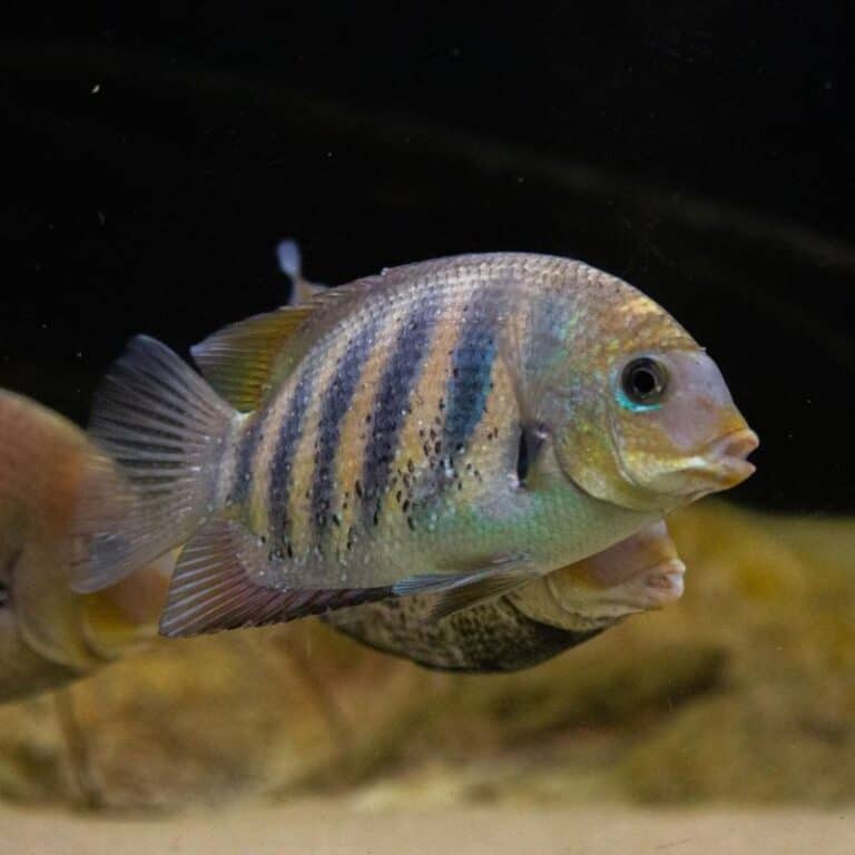 Best Fish that Clean Tanks: Which One is Right for You?
