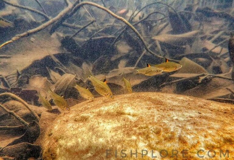 Top 18 Types of Barb Fish: Ranked - The Aquarium Life