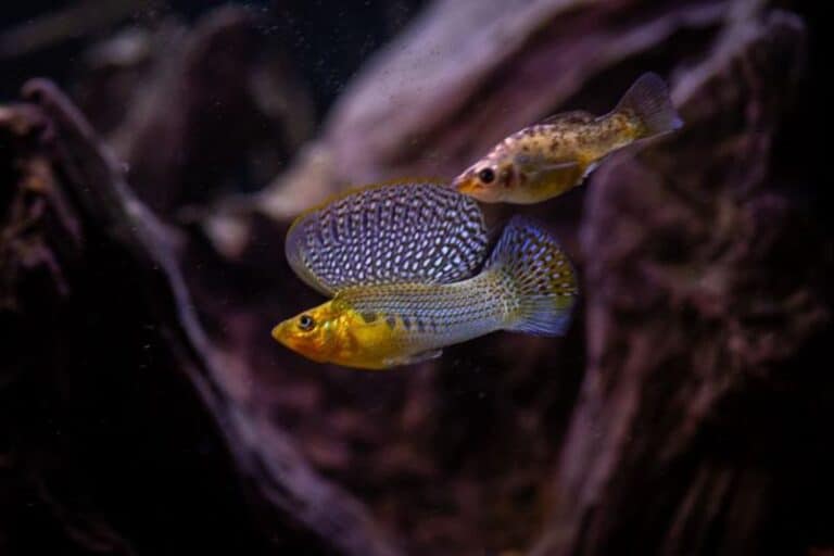14 Molly Fish Types: Colors, Fin & Tail Variants