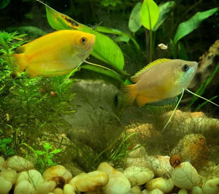 30 Coolest Freshwater Fish For Your Aquarium