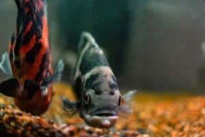 10 Most Aggressive Aquarium Fish & How To Deal With It