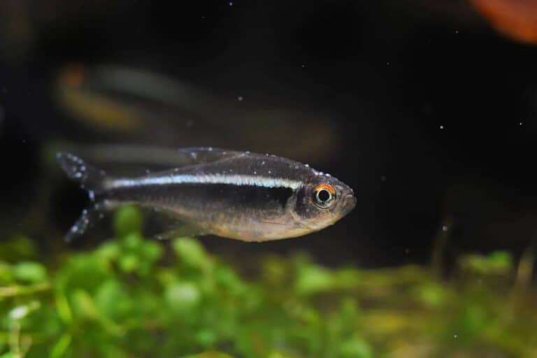 What Is Ich on Fish? Symptoms & Treatment