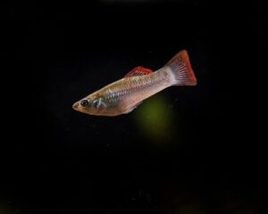 14 Molly Fish Types: Colors, Fin & Tail Variants