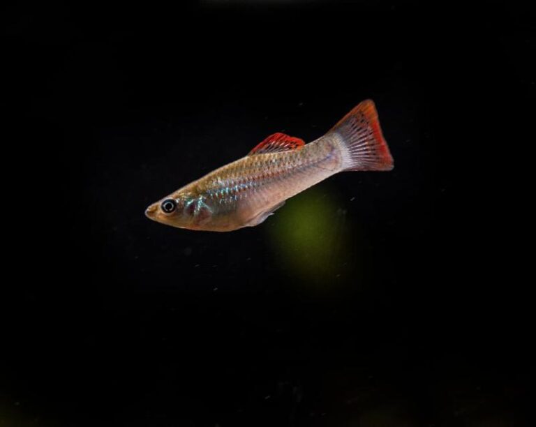 14 Molly Fish Types: Colors, Fin & Tail Variants