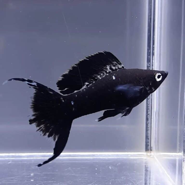 14 Molly Fish Types: Colors, Fin & Tail Variants