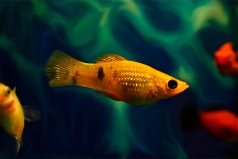 14 Molly Fish Types: Colors, Fin & Tail Variants