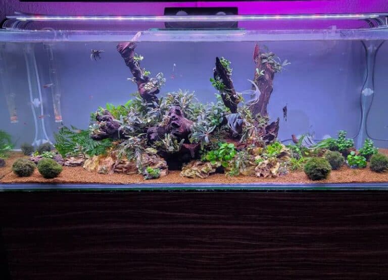 Marimo Moss Ball Aquarium: Benefits & Care - The Aquarium Life