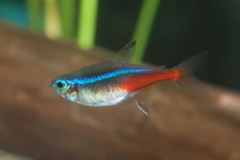 What is Neon Tetra Disease? Symptoms & Preventions