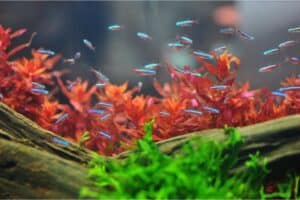 Top 15 Freshwater Schooling Fish for Your Aquarium