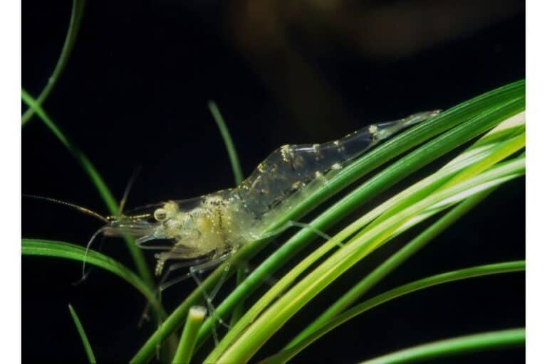 Dwarf Freshwater Shrimp: Popular Types & Care