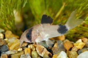 Top 9 Most Common Cory Catfish Types