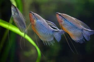 Top 10 Most Common Gourami Fish Types