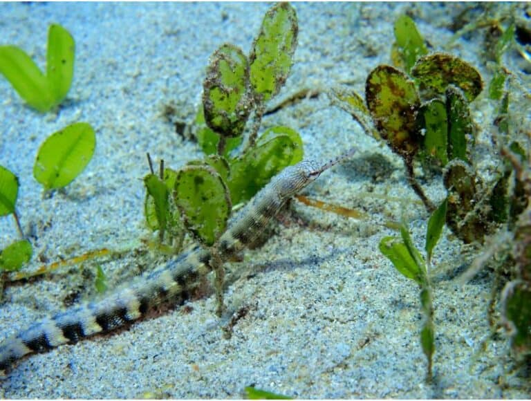 Best Fish that Clean Tanks: Which One is Right for You?