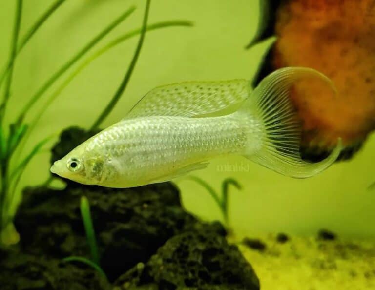 14 Molly Fish Types: Colors, Fin & Tail Variants