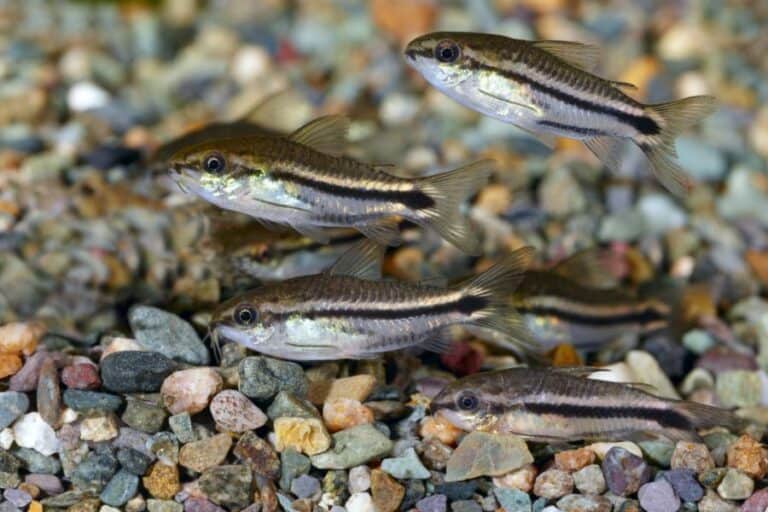 Top 9 Most Common Cory Catfish Types