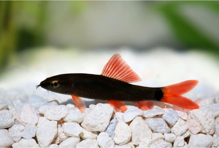Best Fish that Clean Tanks: Which One is Right for You?