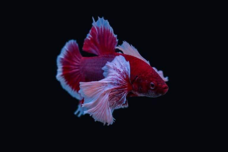 Elephant Ear Betta: Everything You Need to Know