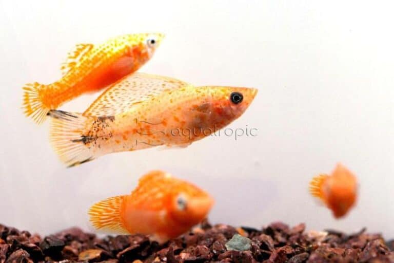 14 Molly Fish Types: Colors, Fin & Tail Variants