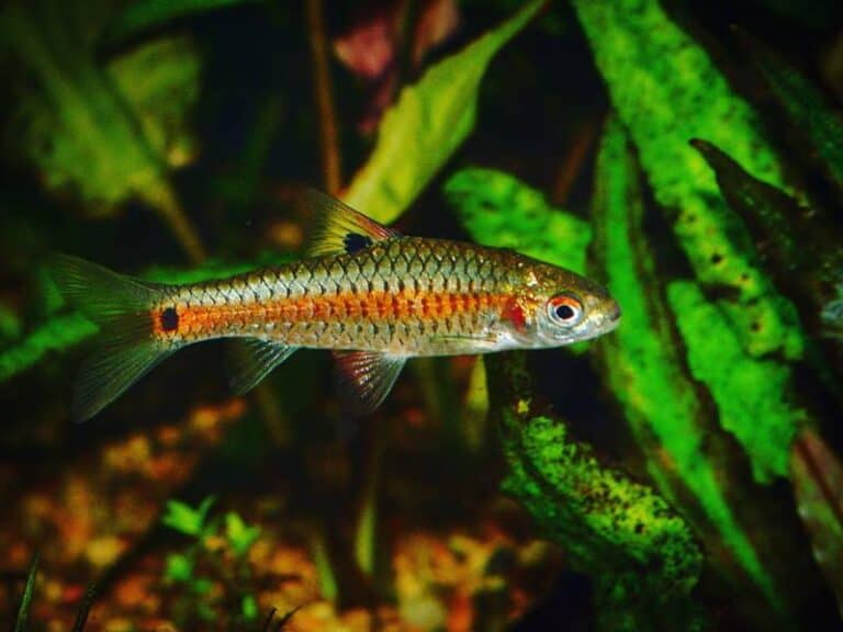 Top 18 Types of Barb Fish: Ranked - The Aquarium Life